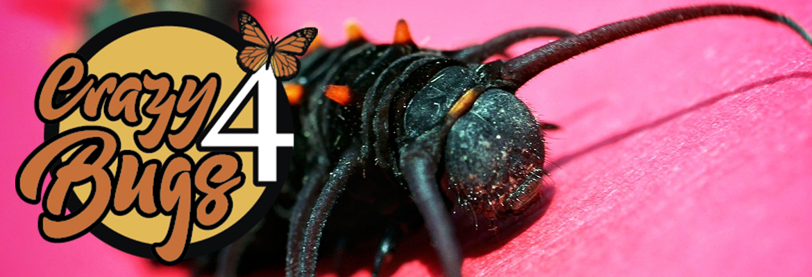 Get the bugs – Crazy4Bugs