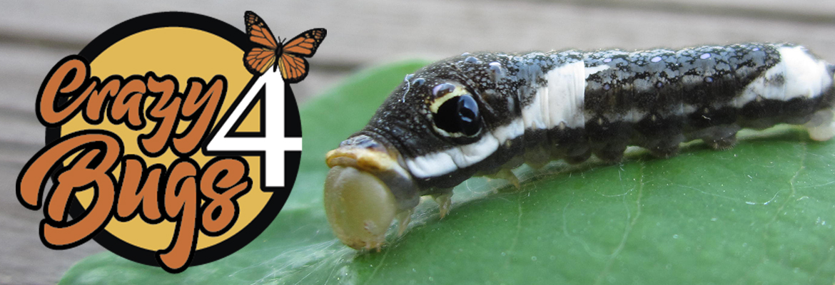 Hungry, hungry! – Crazy4Bugs